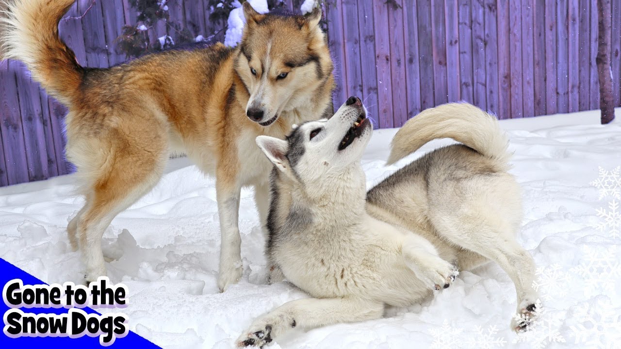 Huskies Playing in the Snow | Slow Motion Dogs - YouTube