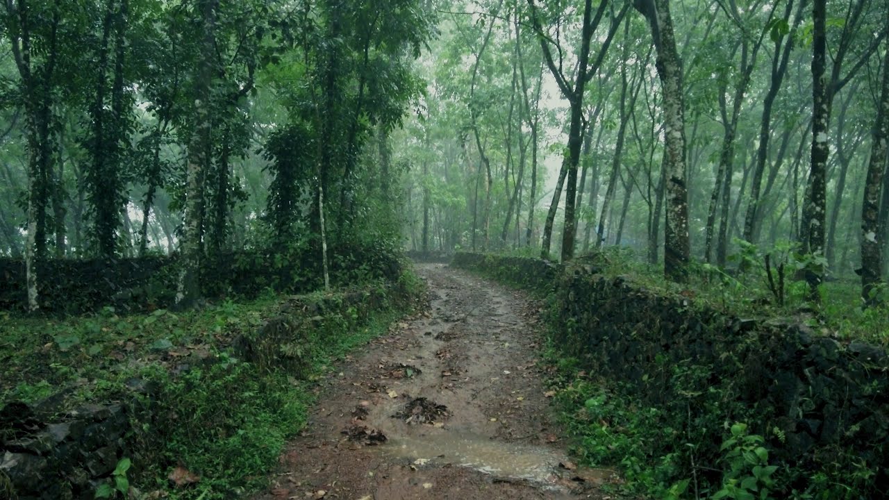 Relaxing Rain Falling in the Woods | 12 Hours of ASMR Rain Sounds for ...