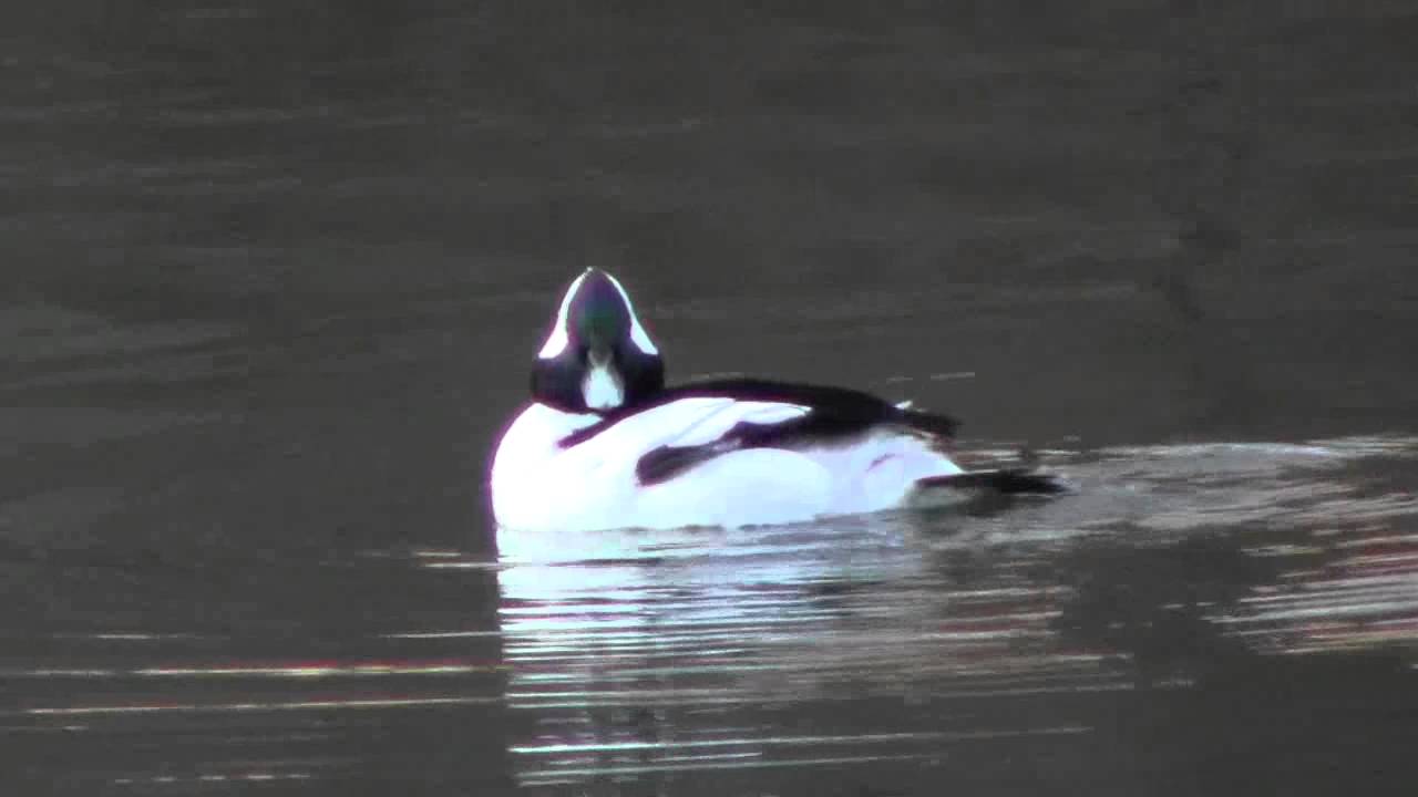 Bufflehead - YouTube
