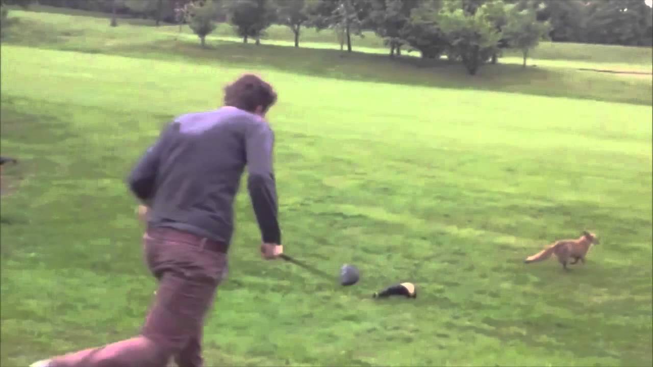 Fox Steals Golf Club Cover - YouTube