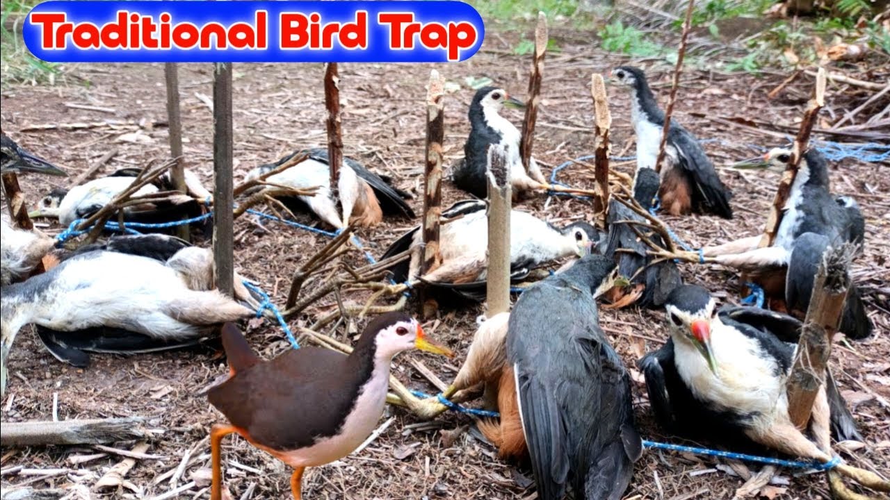 Traditional Bird Catching Skill of Village People #The_Bird_Kingdom ...