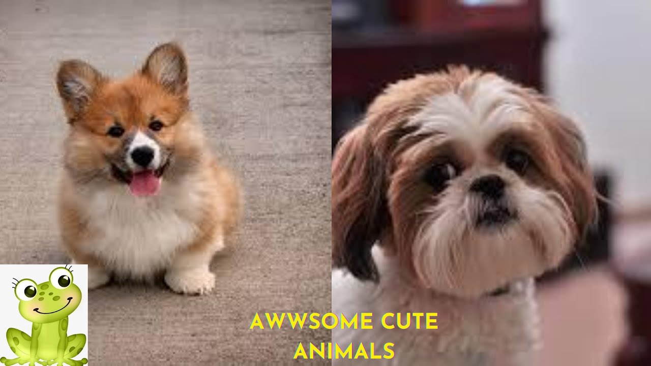 AWWSOME CUTE ANIMALS relieves your STRESS TODAY enjoy !!!!!. Moments in ...
