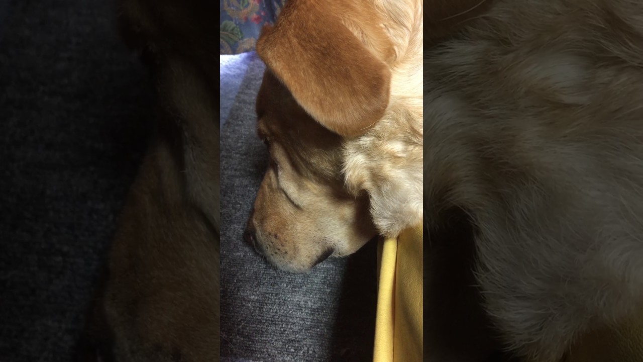 ラブラドールリトリーバー『ラヴ』のイビキ Stertor of a dog - YouTube