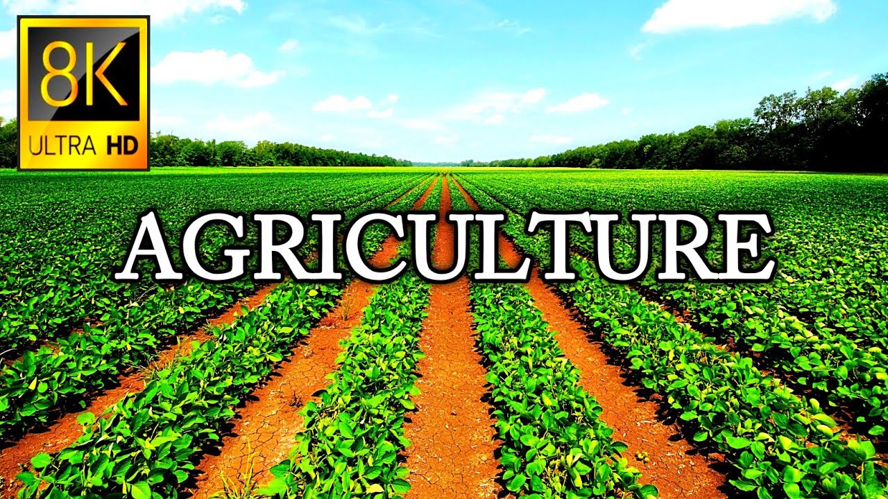 Agriculture In 8K ULTRA HD / 8K TV With Beautiful Relaxation Film - YouTube