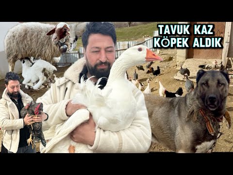 50 TANE TAVUK 10 TANE ÇUL KAZ ALDIK / YENİ KÖPEK GETİRDİK / GEÇ DOĞUM YAPAN KOYUN İKİZ KUZULADI   