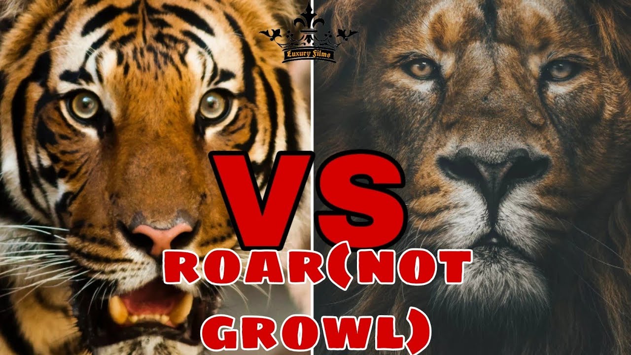#lion vs tiger roar (not growl or grunt) - YouTube