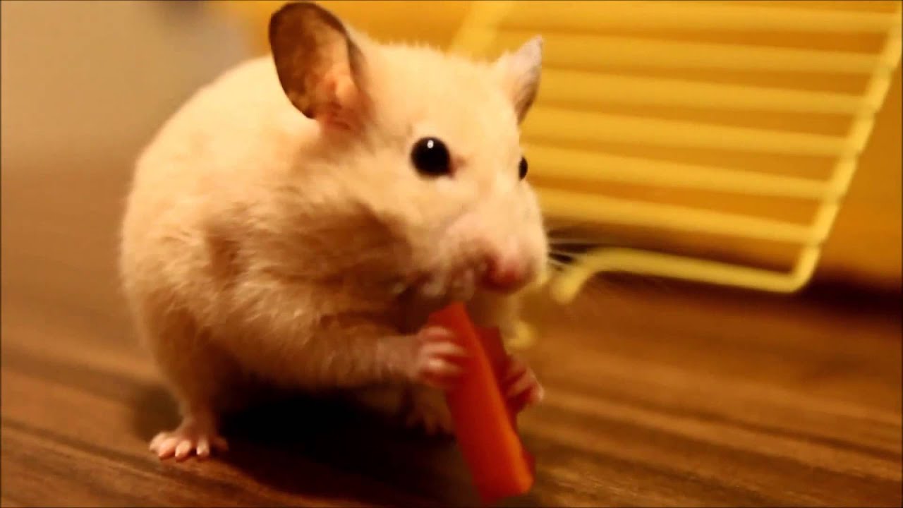 Funny Hamster Is Eating Carrot - YouTube
