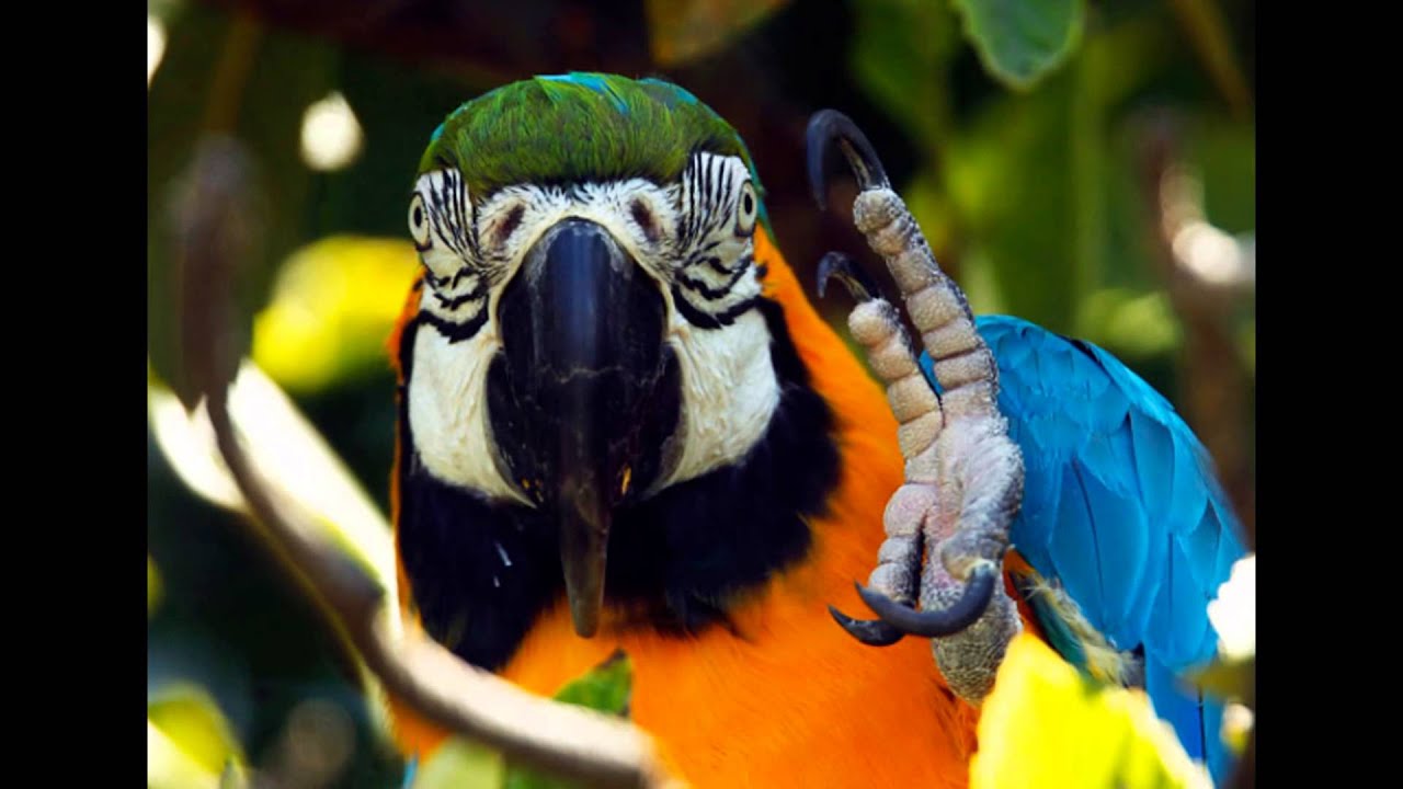 Very Angry Parrot Fights - YouTube