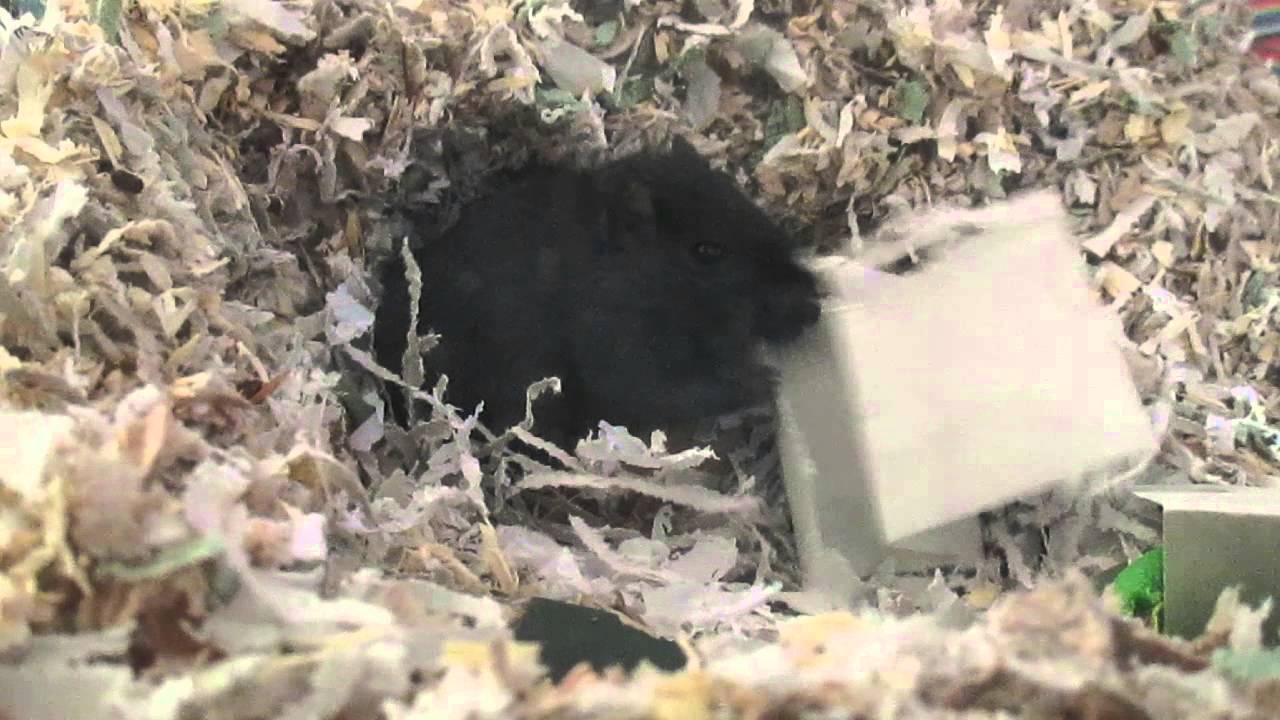 Black and blonde female mongolian gerbils....chewing paper and card ...