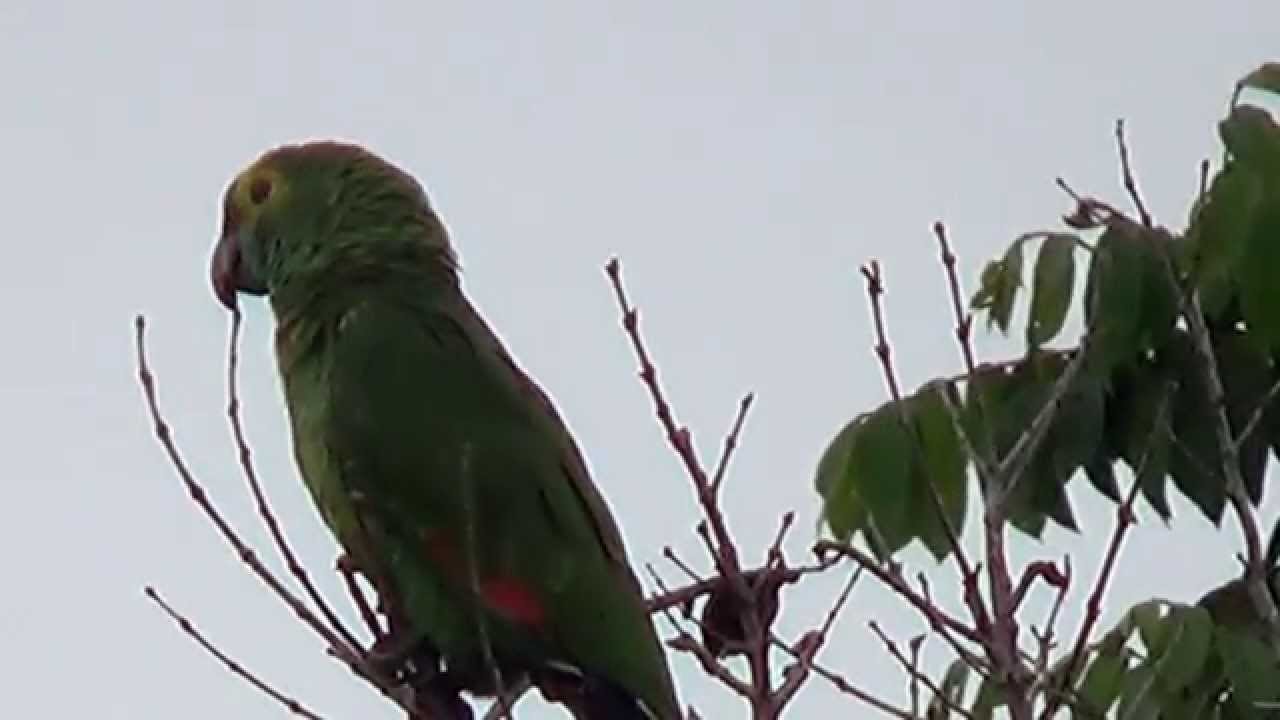 PAPAGAIO VERDADEIRO (AMAZONA AESTIVA) TURQUOISE-FRONTED PARROT ...