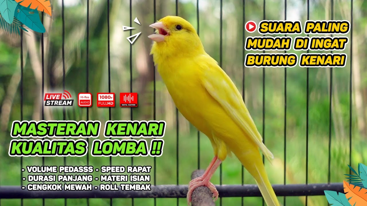Pancingan Suara Kenari Gacor‼️ Ampuh untuk Masteran Kenari Muda dan ...