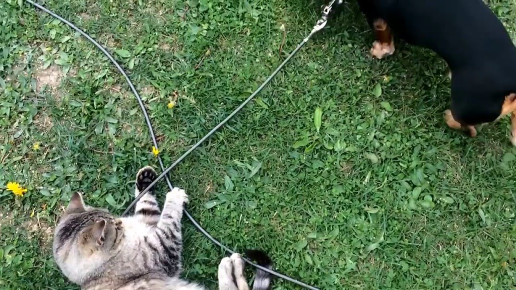 Cat Meets Dog - YouTube