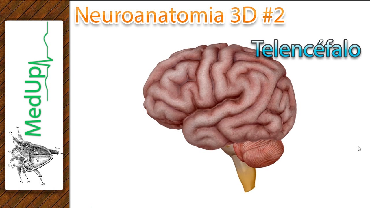 Neuroanatomia 3D #2 - Telencéfalo (MedUp) - YouTube