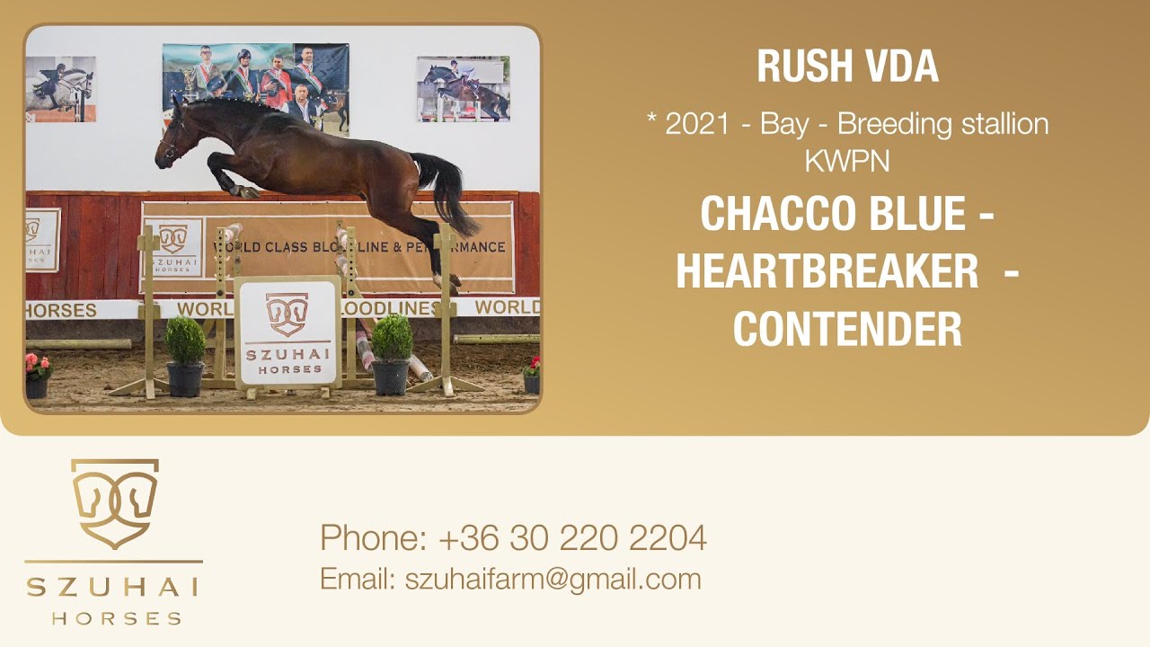 CHACCO BLUE x HEARTBREAKER 2021 APPROVED STALLION HORSE FOR SALE - YouTube