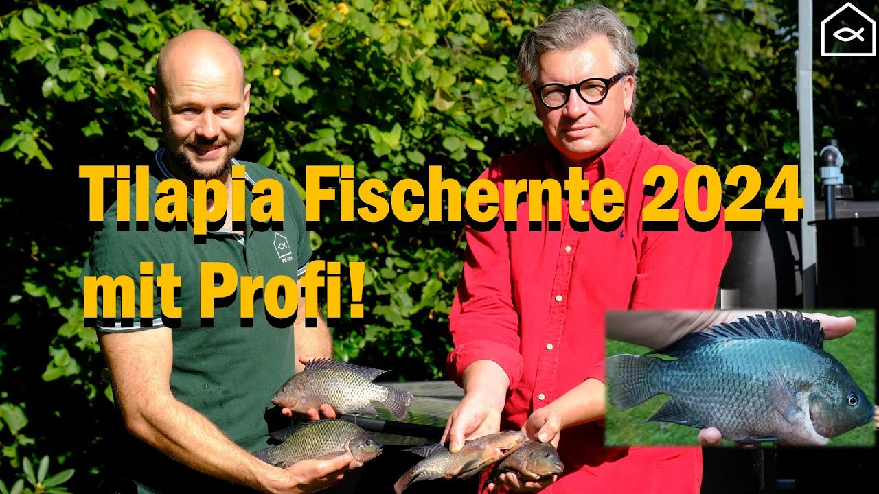 #tilapia Fischernte mit Profi 2024! - YouTube