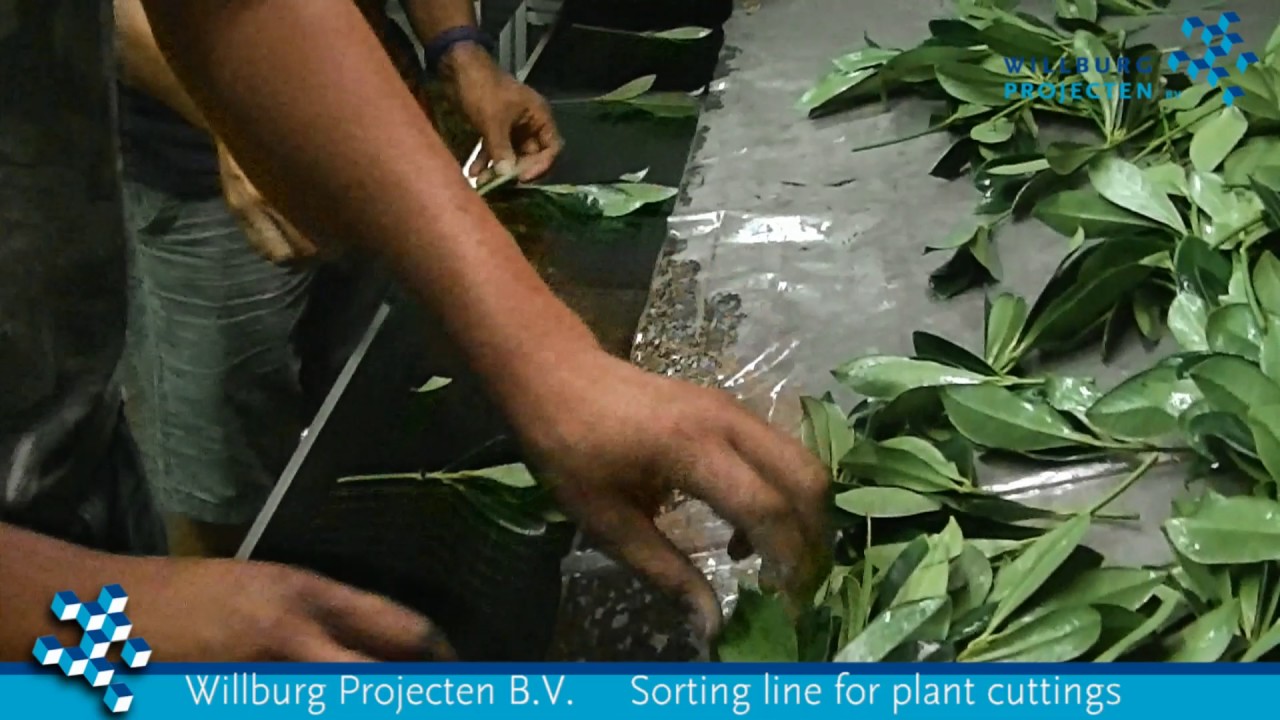 Willburg Projecten B.V. - Sorting line for plant cuttings - YouTube