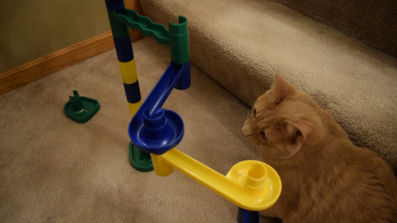 Cat Loves Marble Works! All the Way Down the Stairs!!! - YouTube