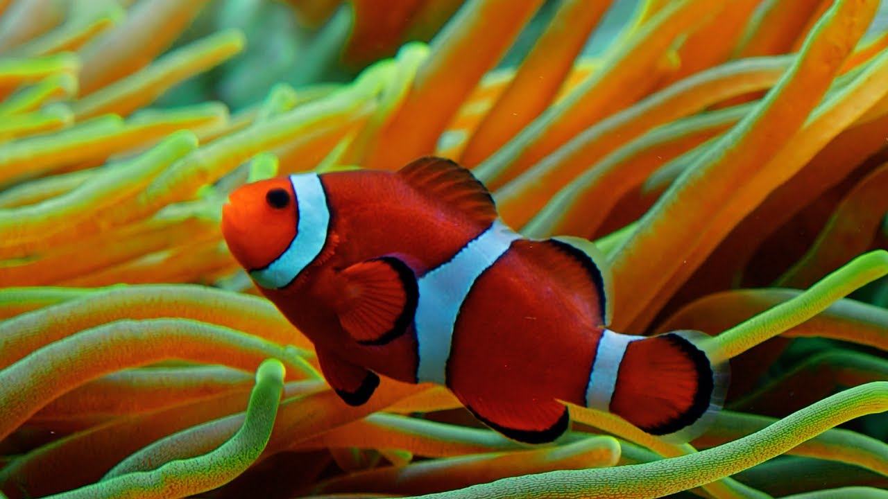 Clownfish (4K UHD):Gentle Healing Meditation Music for Sleep ...