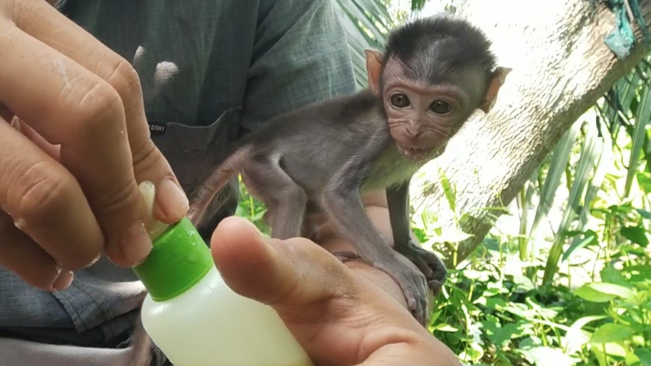BABY MONKEY ACIL DRINKS MILK😘♥️ - YouTube