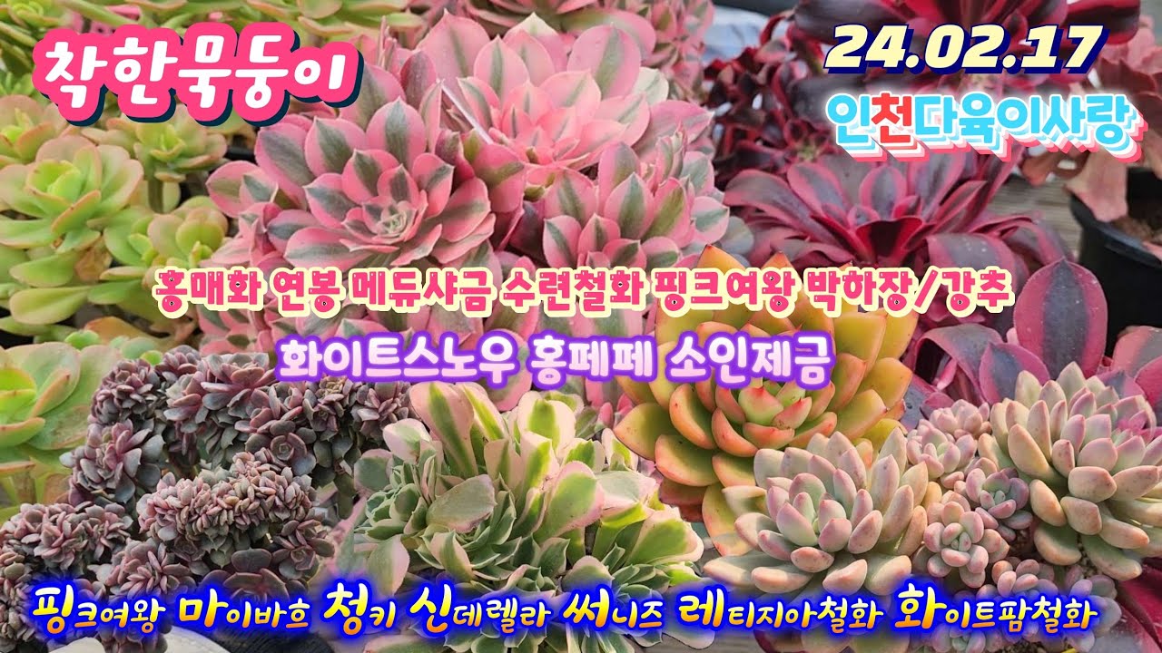 다육이사랑2묵둥이 착하게핑크여왕 핑크드림홍페페홍매화메듀사소인제연봉써니즈레티지아화이트팜철화특가신데렐라