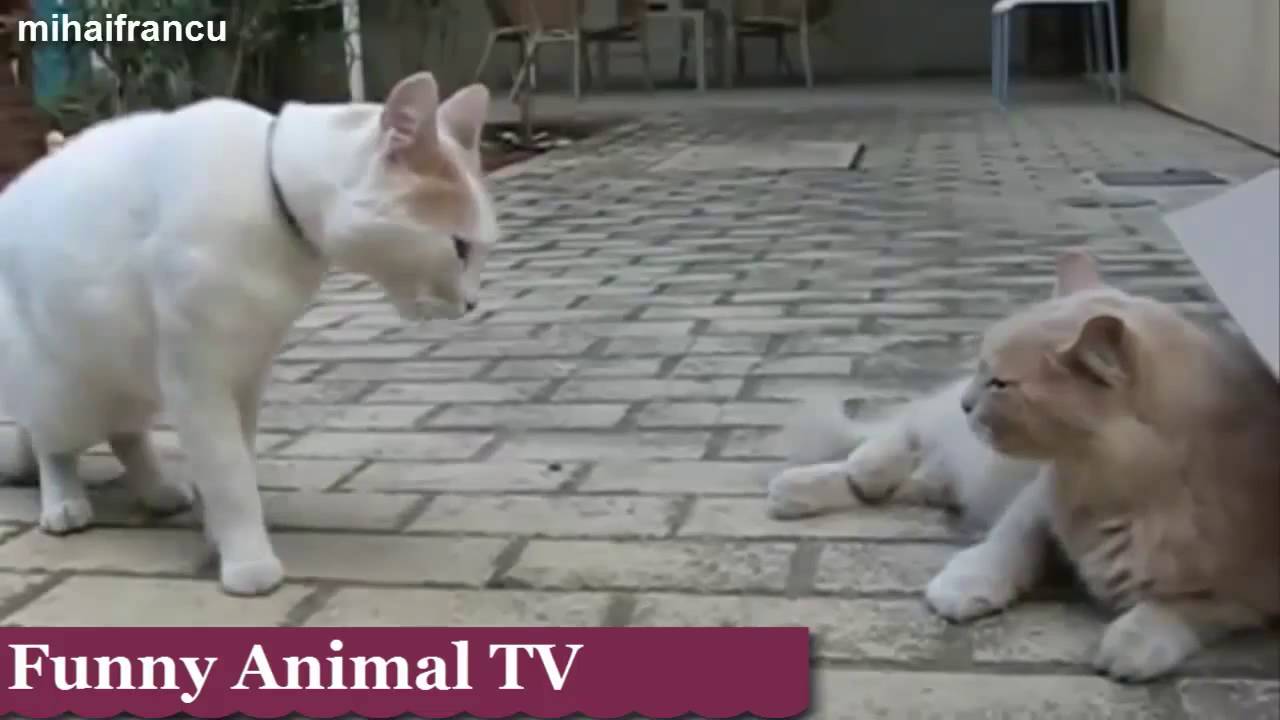 Funny Cats Arguing & Funny video Compilation 2016 HD - YouTube