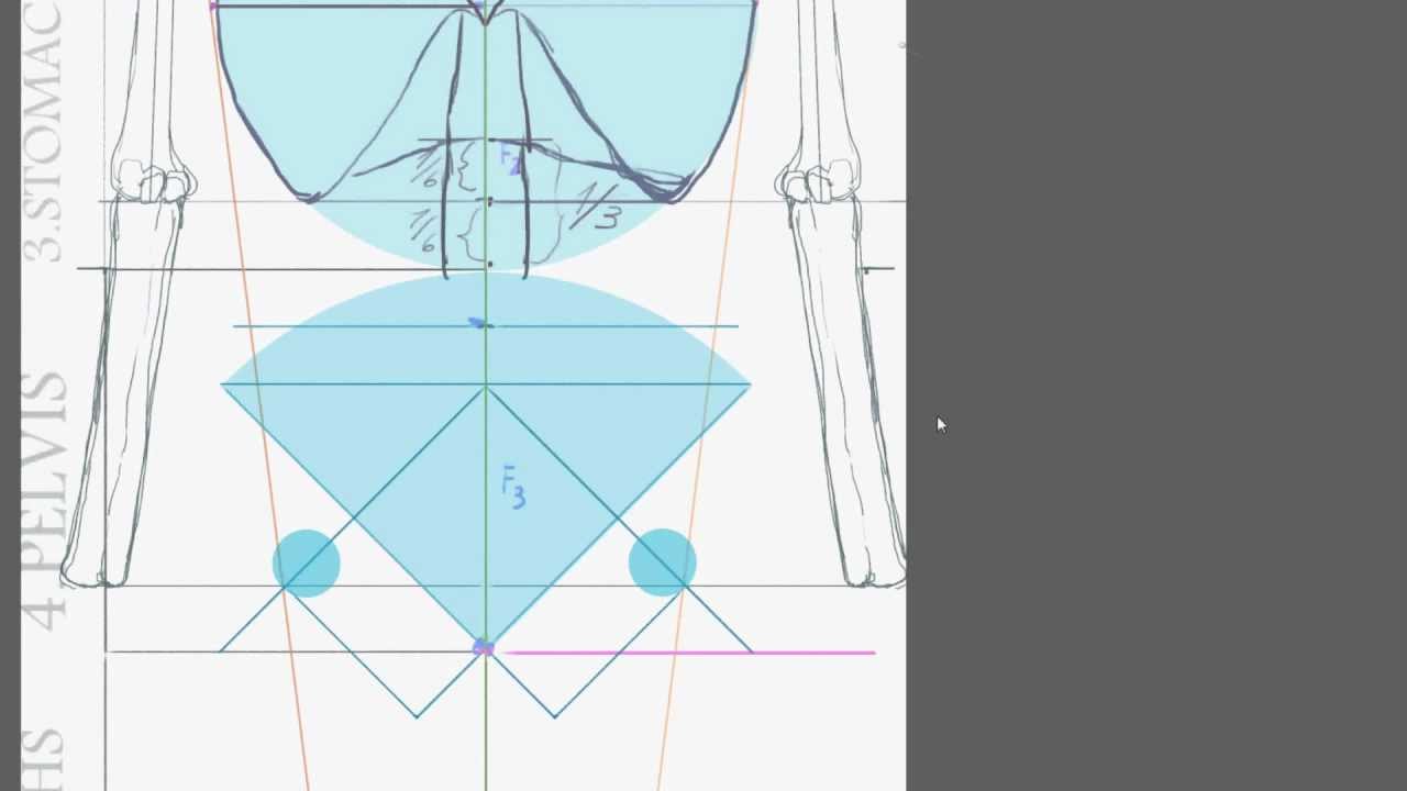 Human Anatomy: How to draw arms, torso and pelvis - (front view) - YouTube