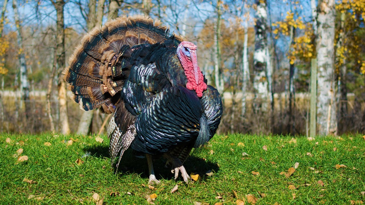 Fall Farm Tour 2020 - Happy Canadian Thanksgiving - YouTube