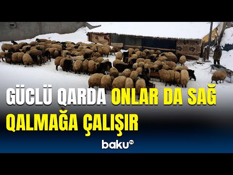 Sakinlərin həyatını iflic edən qar | Bitlisdən görüntülər