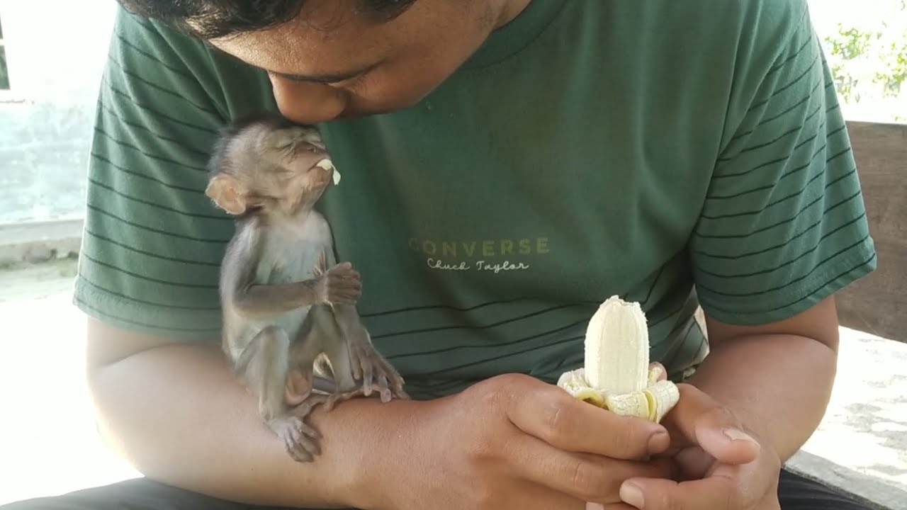 GOOD BABY MONKEY ACIL😘♥️ - YouTube