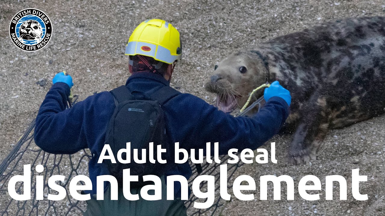 Commuter Disentanglement Youtube