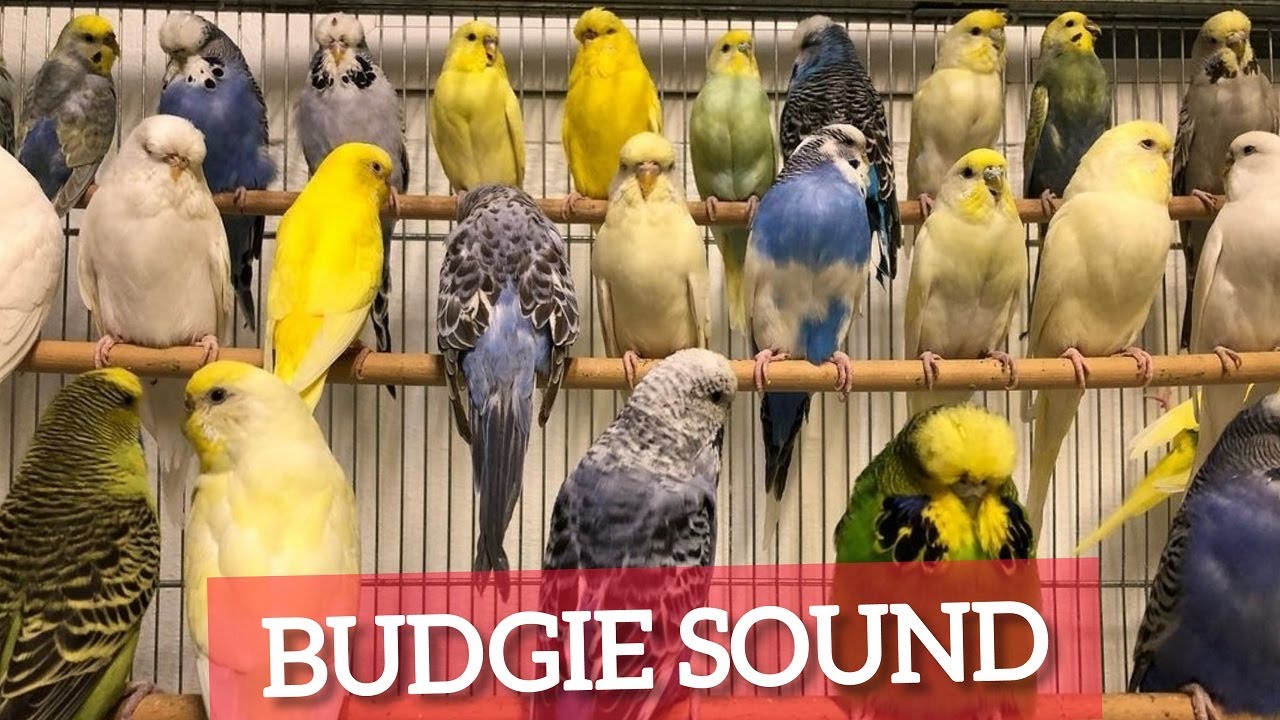 Singing Budgie - Happy Song | Most Beautiful Budgie Songs Ever ...