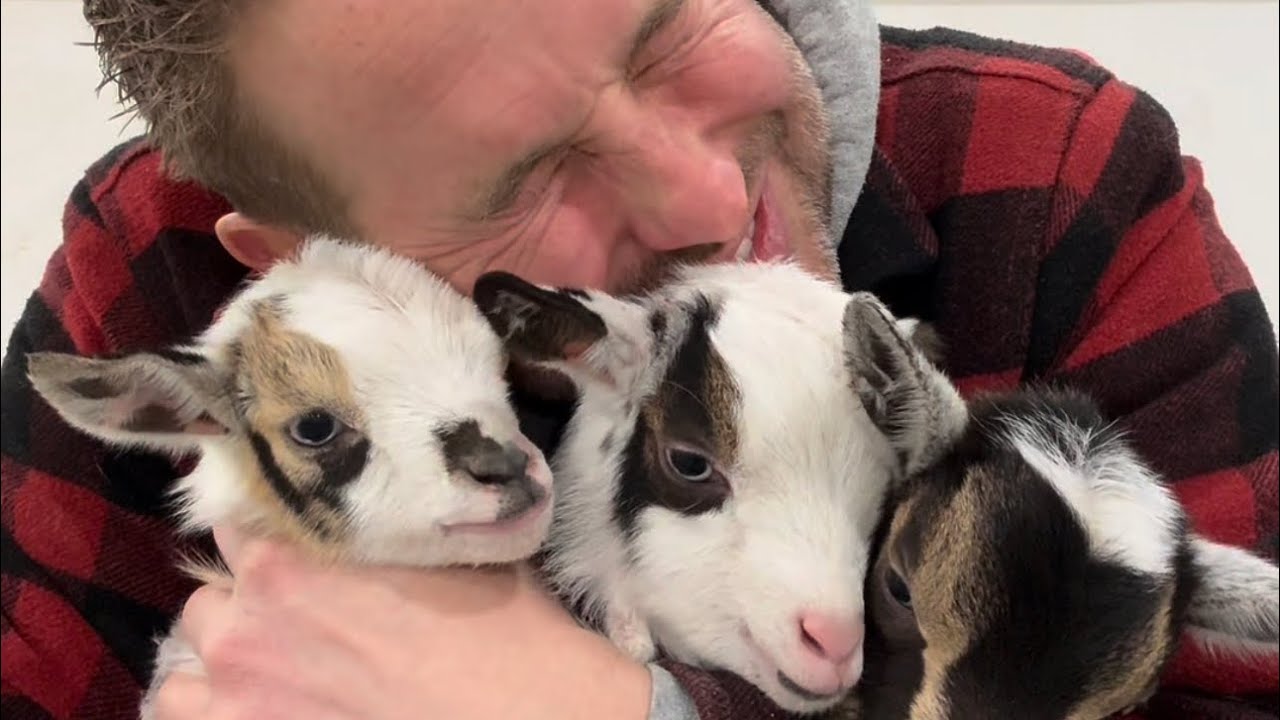 Triplet Baby Goats!!!!! Yay! OMG - Babies!!! - YouTube
