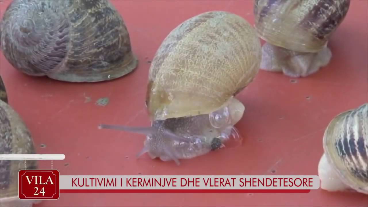 Ferme Kermilli / Emisioni Vila24 / Kultivimi i kermillit / Sunny Snail ...