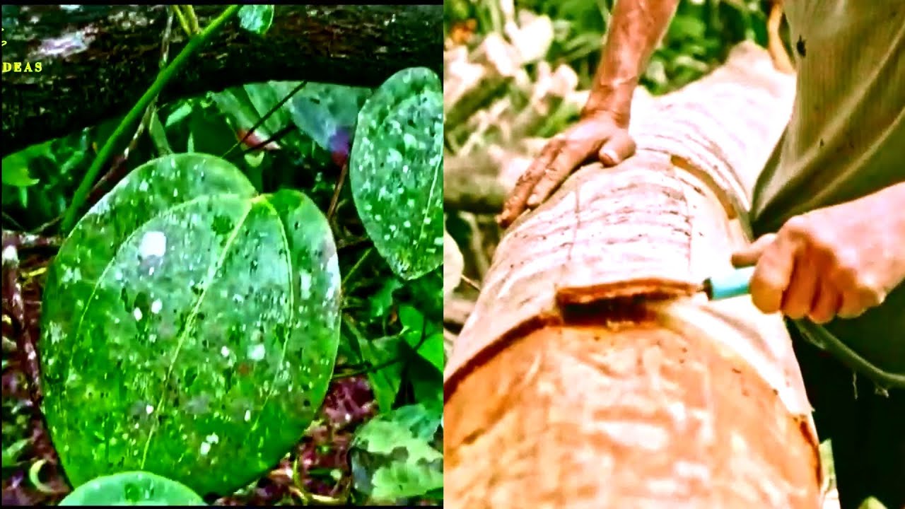 Philippine Cinnamon: A Hidden Gem - YouTube