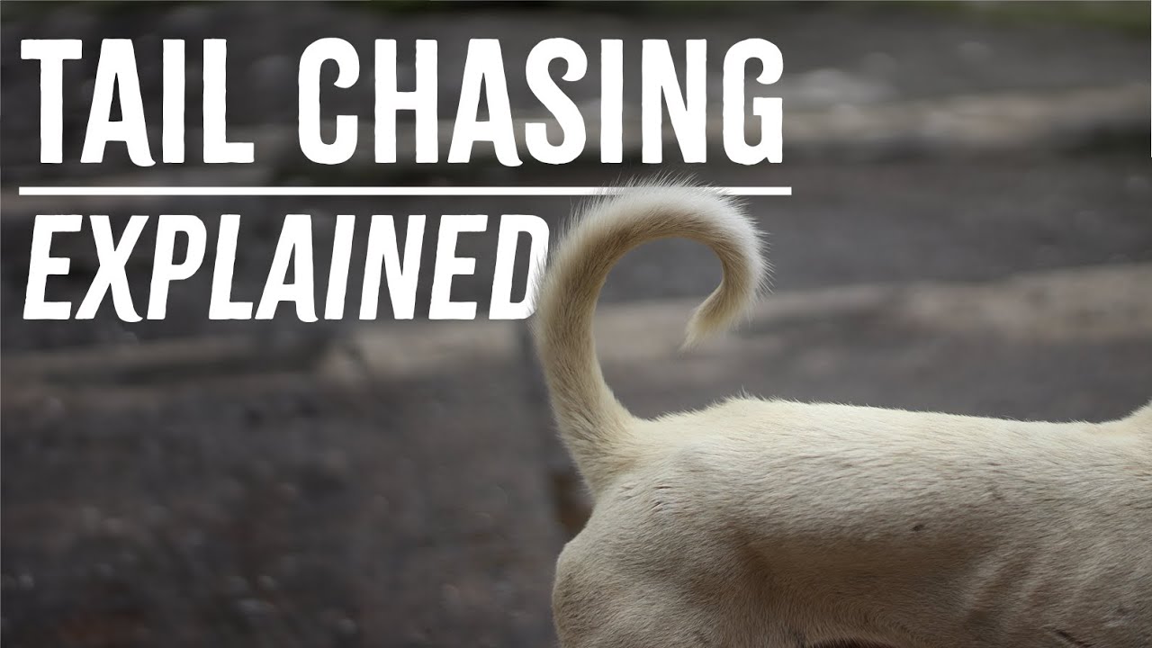 Why Does Your Dog Chase Its Tail YouTube why-does-your-dog-chase-its-tail-youtube