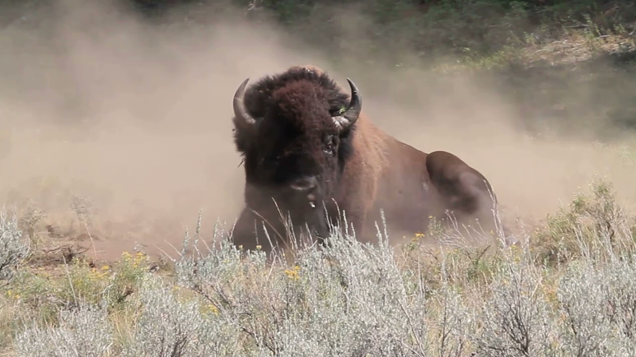 Bison Charge Along Road & A Bull Fight. Yellowstone Adventures. - YouTube