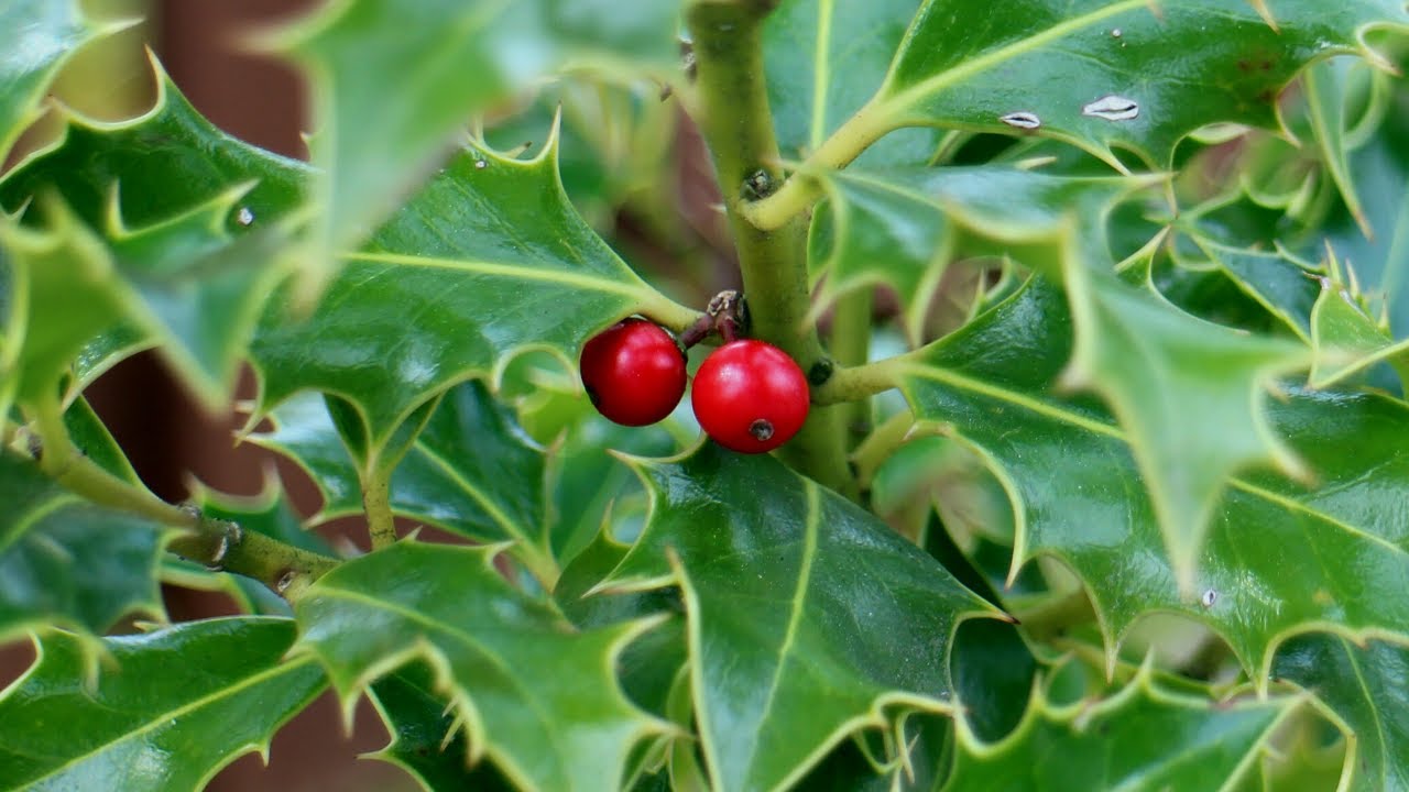 Cum cultivăm Ilex aquifolium (Laur): gard viu, arbust ornamental - YouTube