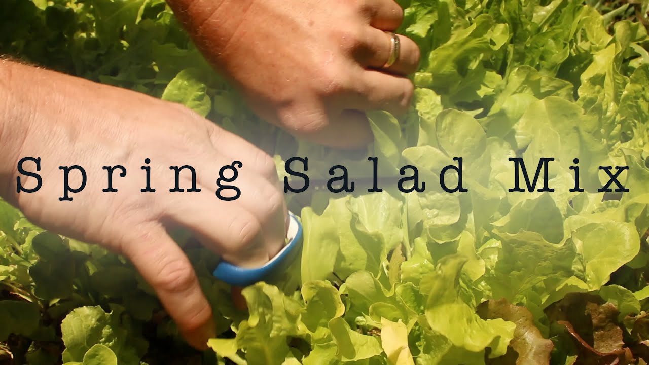 5 Steps to Planting Spring Salad Mix in Your Garden - YouTube