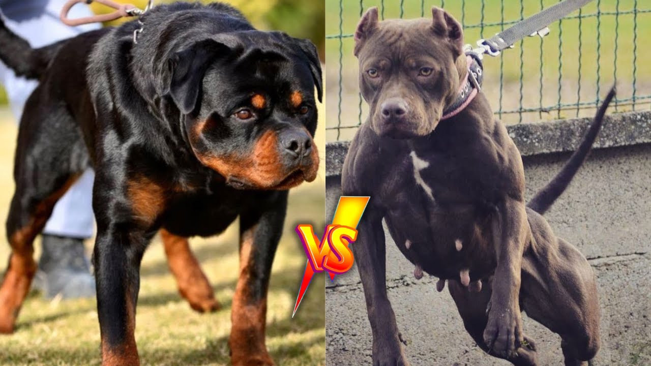 💥QUÉ RAZA ES MEJOR – ROTTWEILER VS PIT BULL TERRIER - YouTube