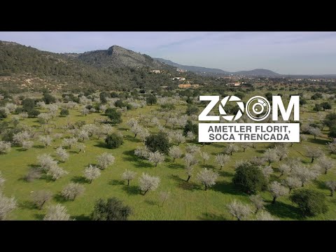 ZOOM - AMETLER FLORIT, SOCA TRENCADA [CAP. 123] - IB3