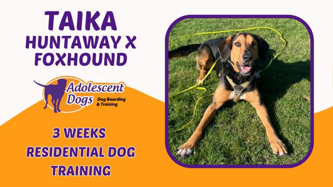 Taika the Huntaway x Foxhound - 3 Weeks Residential Dog Training - YouTube
