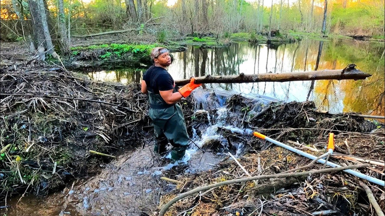 Draining Mega Beaver Dam! | BEAVER DAM REMOVAL In MBD 2 Area! S2 EP. 16 ...