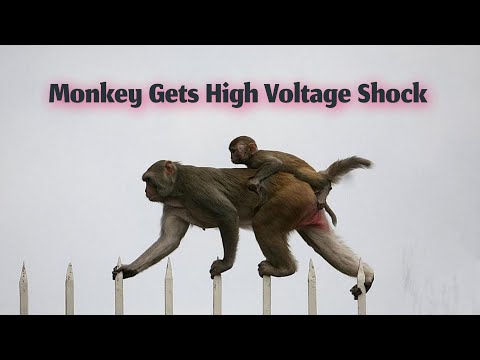 Electrocuted Monkeys are Rescued by a young Man | Animal Rescue - YouTube
