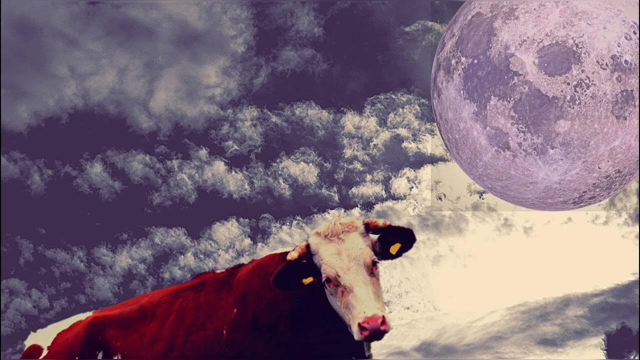 the cow and the moon - YouTube