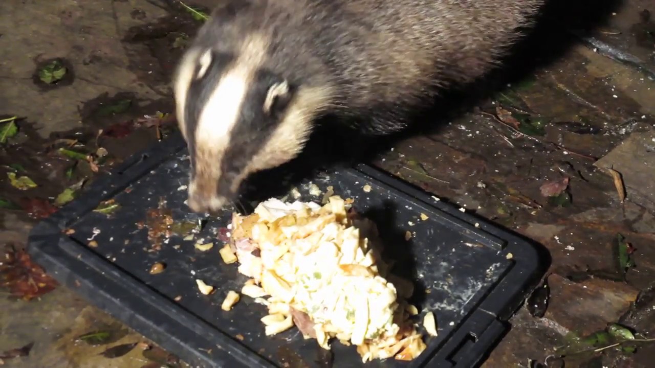 Really Close up Badger in Harlech eating chips - YouTube