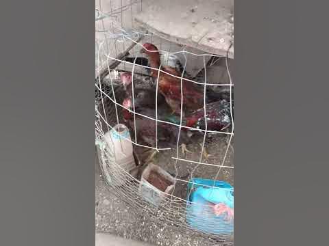 Mus Saib Qaib - YouTube