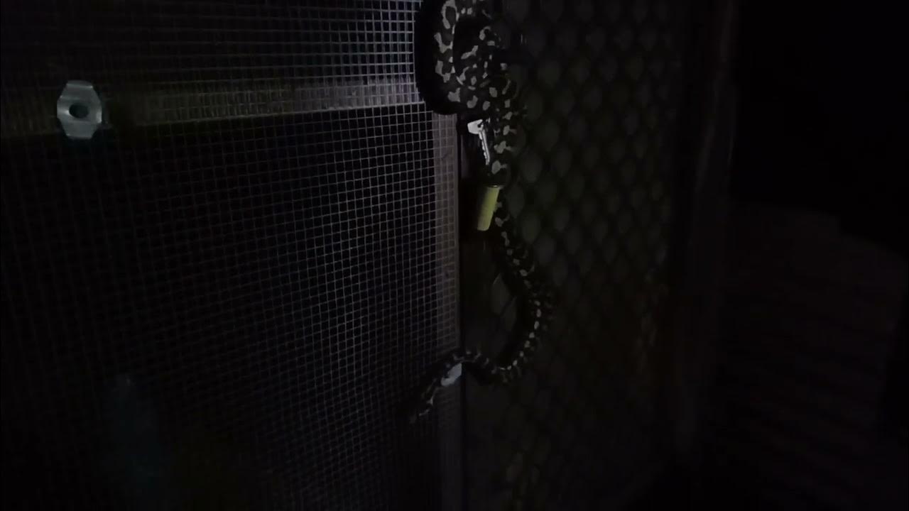 Python wrapped around the door handle of the chicken pen - YouTube