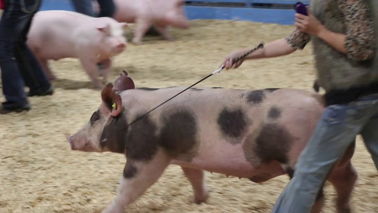 Market swine show - YouTube