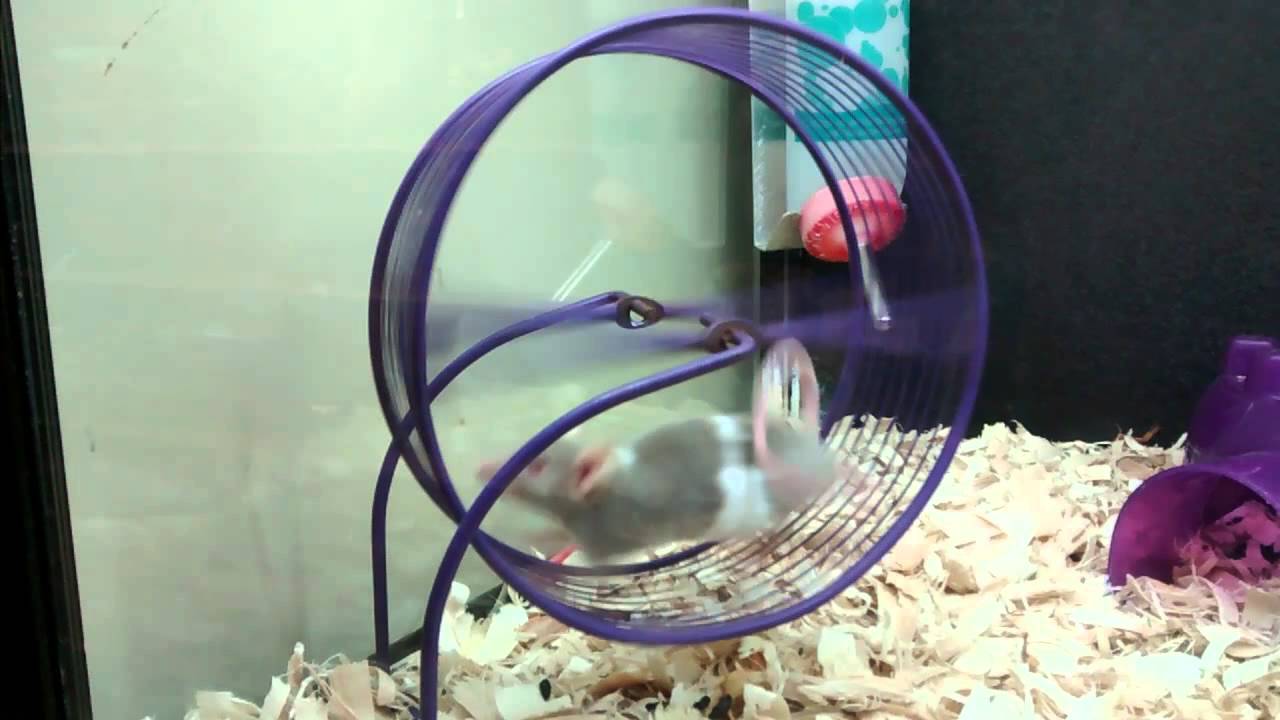 Mouse on wheel at Cambridge PetSmart - YouTube