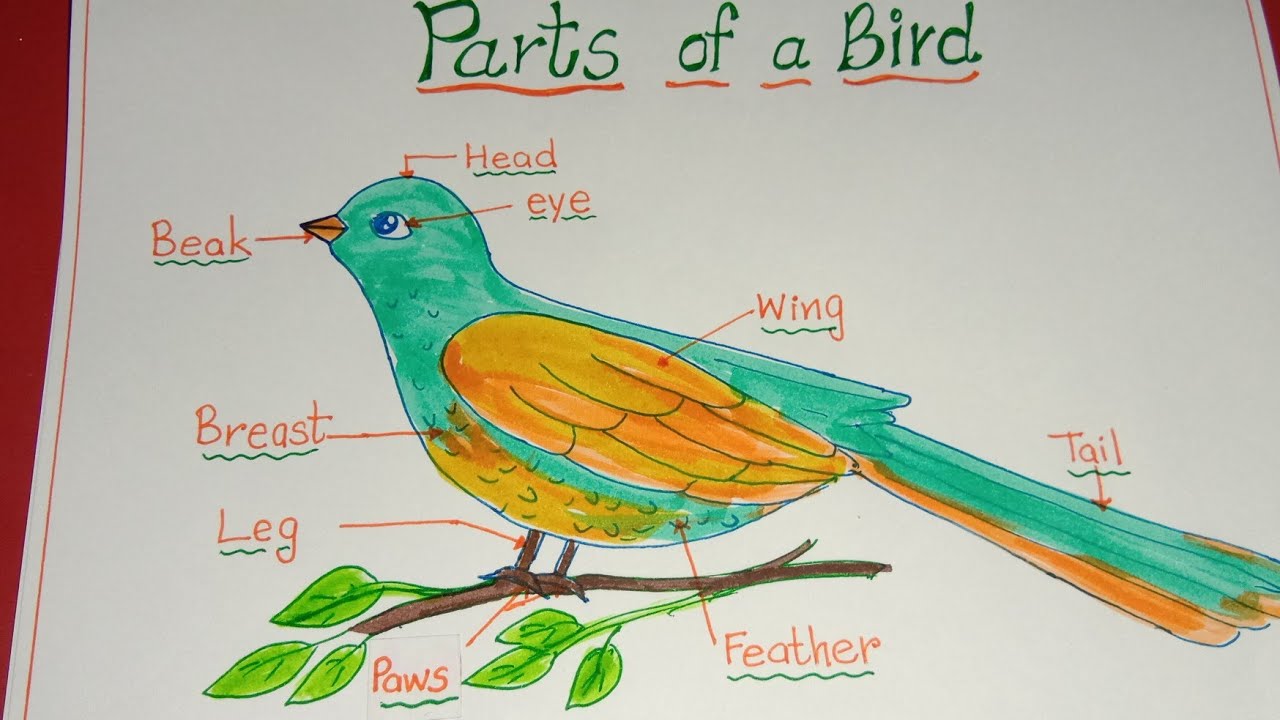 How to draw parts of a bird / Bird's body parts drawing step by step ...